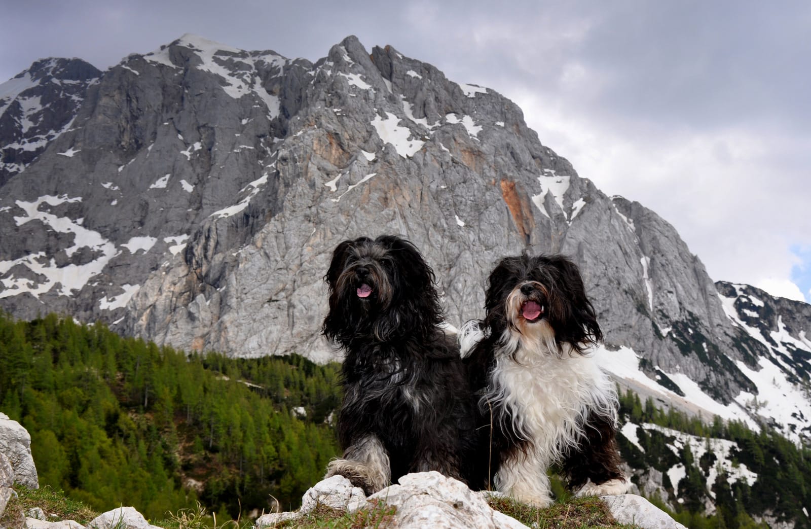 Chomi – CAC Hrušica in hopla v gore :o) ! / Chomi – dog show and jump ...